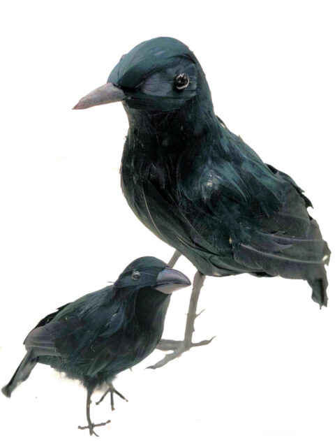 Black Feathered Standing Crow Black Bird Two Sizes - Cappel's