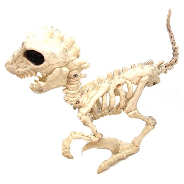 5.5" Costume Plastic Dinosaur Raptor Skeleton - Cappel's